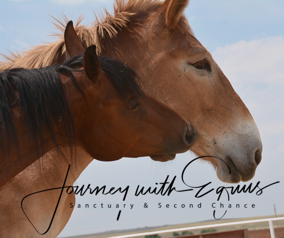 REWRITING THE NARRATIVE: TRANSFORMING PERCEPTIONS OF HORSE RESCUE AND CHAMPIONING THE CAUSE OF ...