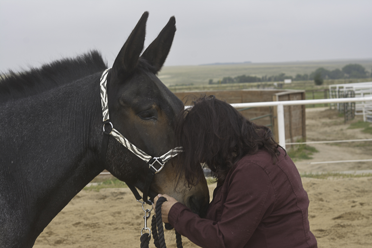 Mooshka: A Stoic Mule’s Legacy of Love and Healing – Journey with Equus